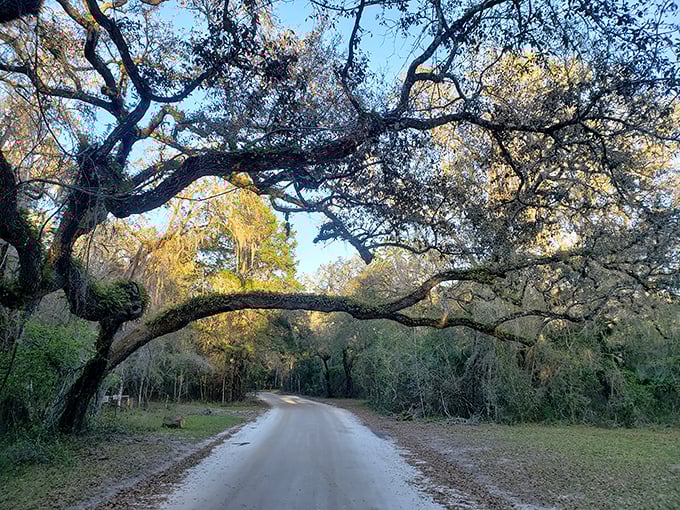 This oak-canopied road invites visitors to slow down and adjust to forest time before reaching the springs.