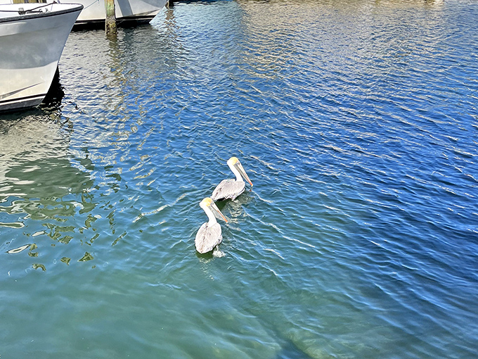 Local pelicans seem to understand they're sharing waters with a celebrity, often making photogenic appearances during cruises.
