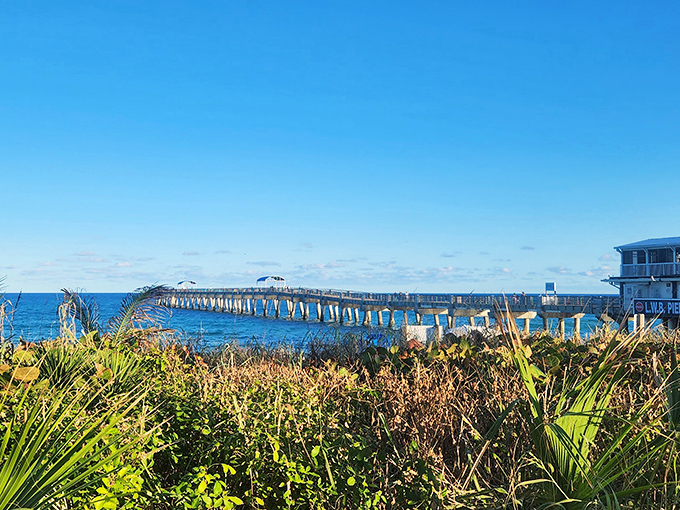 The pier creates a perfect frame for ocean views, with native vegetation in the foreground adding texture to this coastal portrait.
