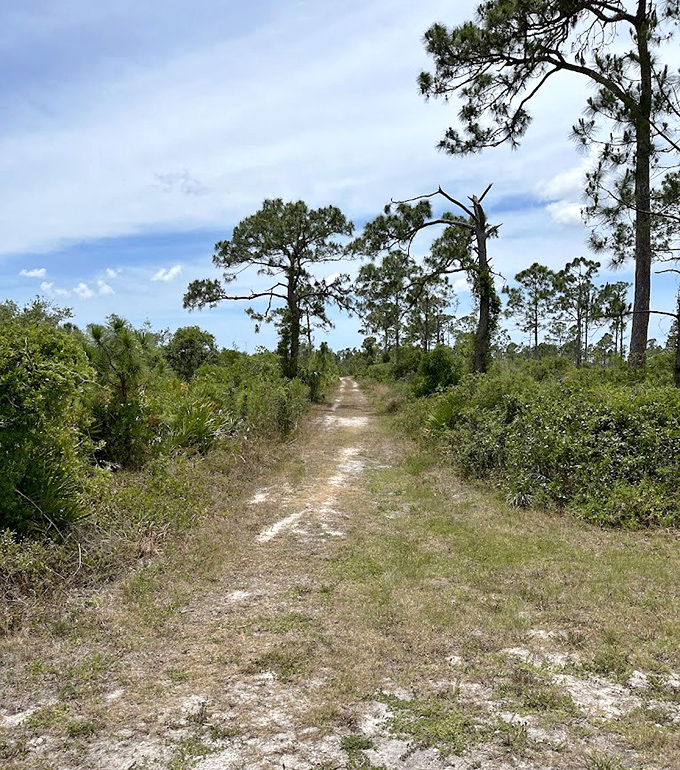 Pine flatwoods trail: where the trees stand taller than your excuses for not getting outdoors more often.