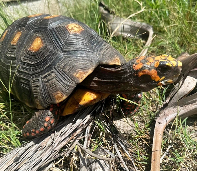 A red-footed tortoise pauses mid-journey, its ancient design unchanged for millions of years &ndash; nature's lesson in evolutionary perfection.