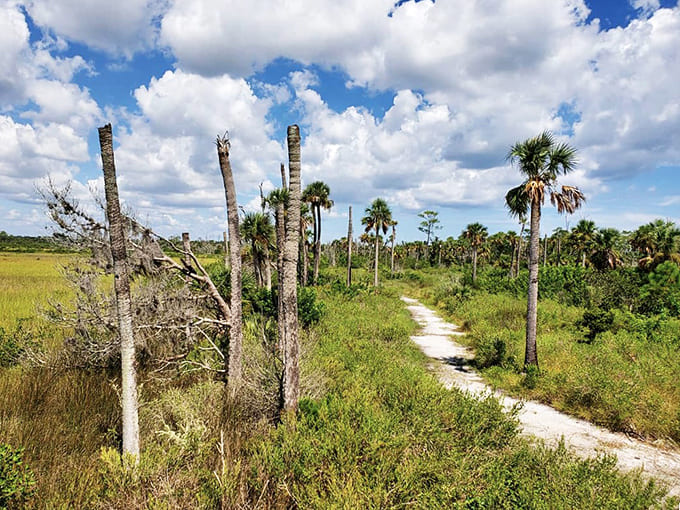 The nature trail disappears into vegetation, inviting explorers to discover what lies around the next bend in the path.