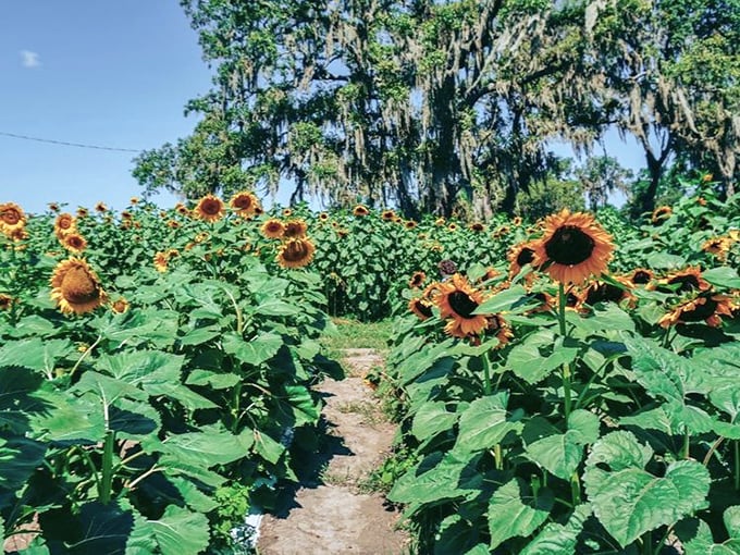 Wander through nature's golden corridors, where sunflowers stand tall like cheerful sentinels guarding secret pathways.