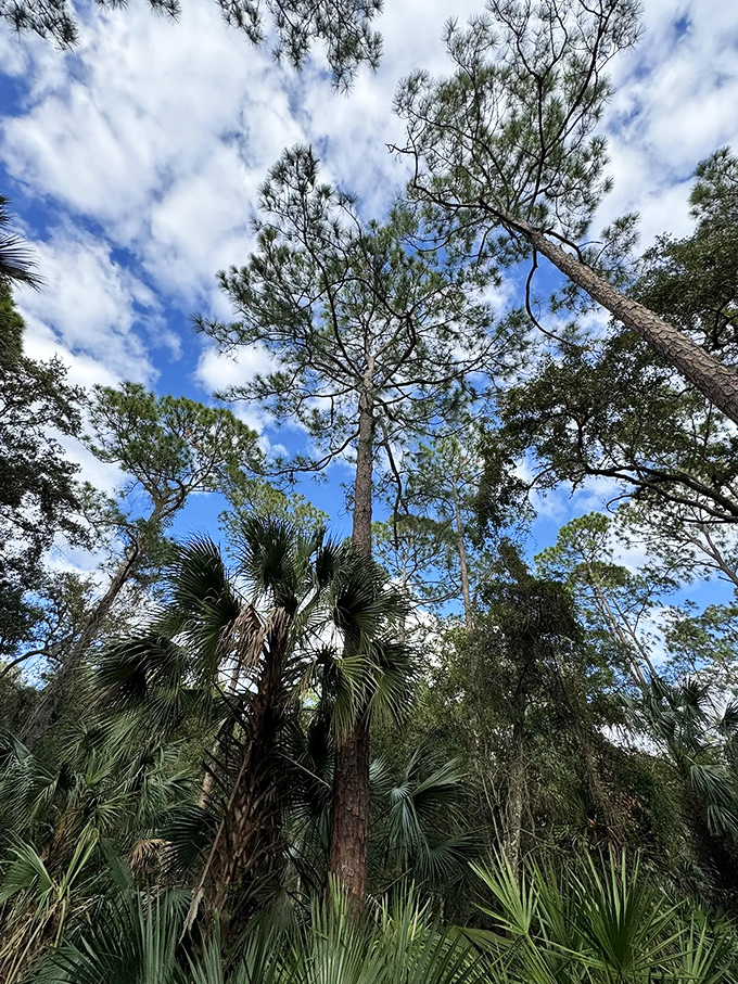 Towering pines reach for impossibly blue skies, creating a natural cathedral ceiling above the trail.