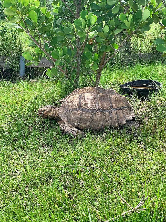 Moving at its own pace through life, this gopher tortoise reminds us that Florida's most rewarding experiences can't be rushed.
