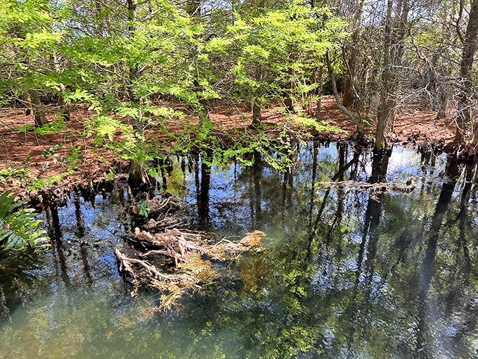 Cypress knees and reflections create nature's abstract art. These partially submerged tree roots form a mysterious underwater world worthy of a fantasy novel.