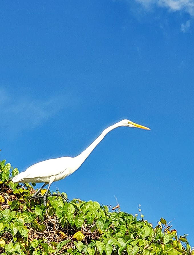 Great egrets strike poses that would make fashion models jealous, fishing these waters with the patience and grace of seasoned professionals.