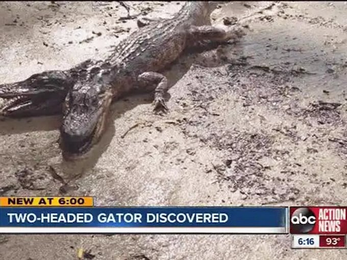 When local news takes a bite out of reality &ndash; this broadcast screenshot shows how quickly the two-headed tale spread.