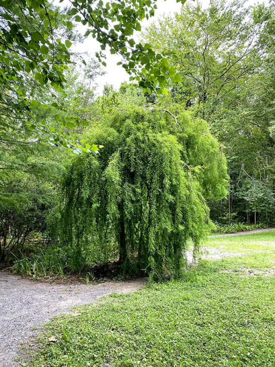 This Little-Known Florida Arboretum & Botanical Garden Is A Secluded ...