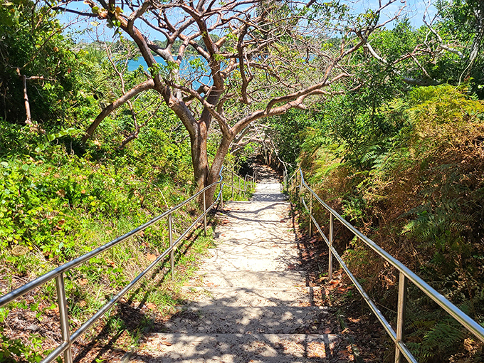 Concrete stairs with sturdy railings provide access through dense coastal hammock, where wilderness meets thoughtful accessibility.