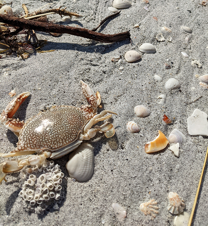 Beach treasures: A spotted crab poses among a collection of shells, nature's own version of a souvenir shop.