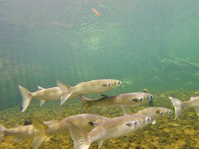 Fish become willing tour guides in these transparent waters, showing off their underwater neighborhood to delighted human visitors.