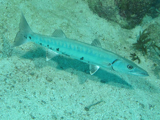This great barracuda is the reef's silver sentinel &ndash; sleek, serious, and silently judging your swimming technique.
