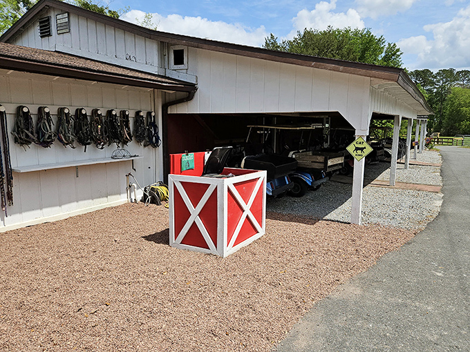 Behind the scenes, the farm's facilities ensure these equine retirees receive top-notch care from dedicated staff and volunteers.