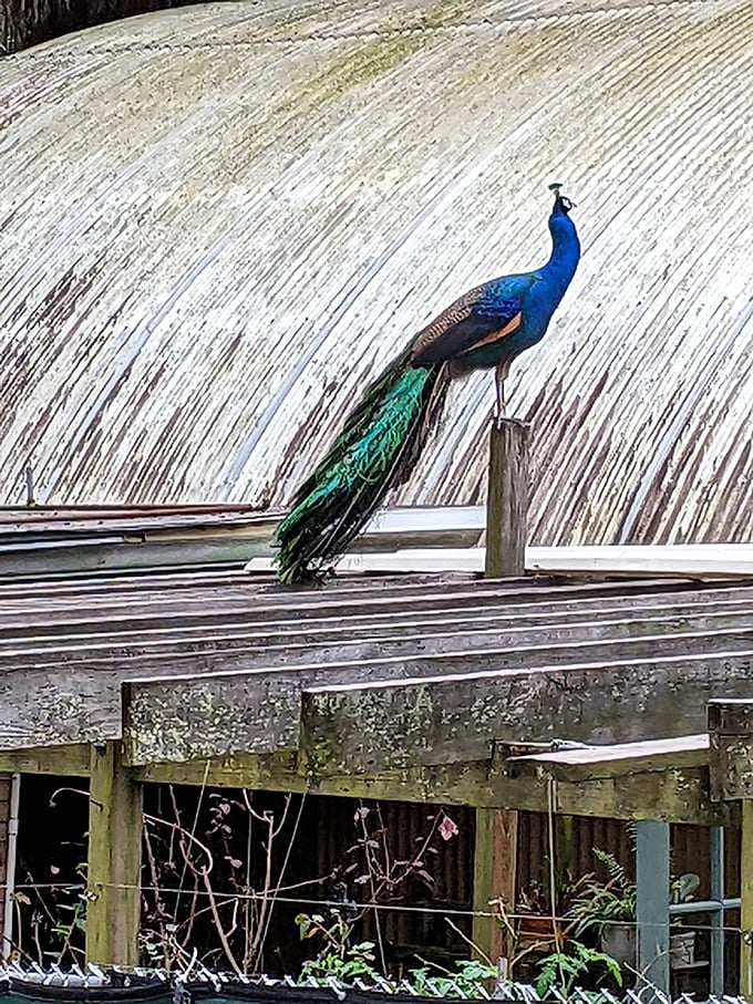 Nature's runway model shows off millions of years of evolutionary fashion design &ndash; those feathers would make any designer jealous.