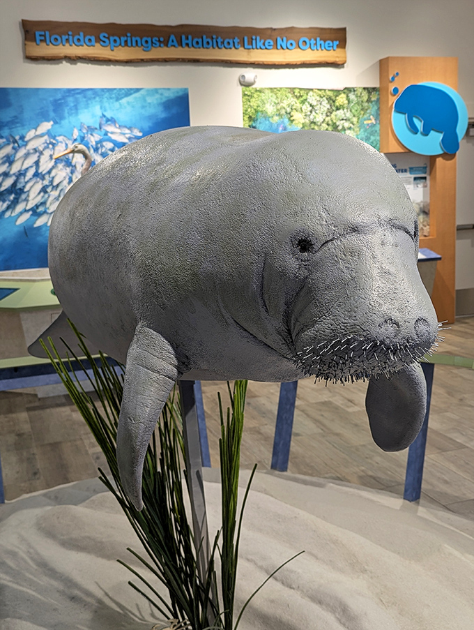 "Florida Springs: A Habitat Like No Other" &ndash; the exhibit reminds us these waters aren't just beautiful, they're essential ecosystems.