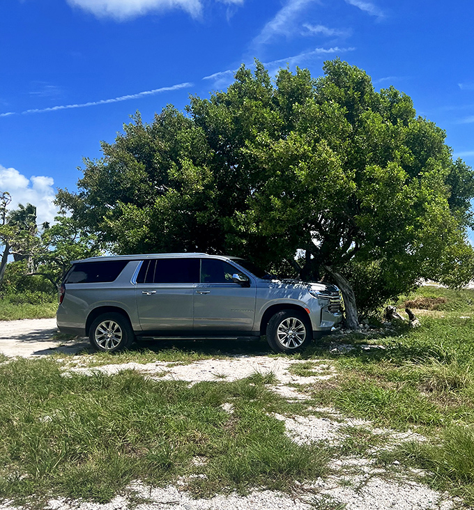 Parking in paradise &ndash; where your vehicle rests under ancient trees that have witnessed countless tides and human visitors.