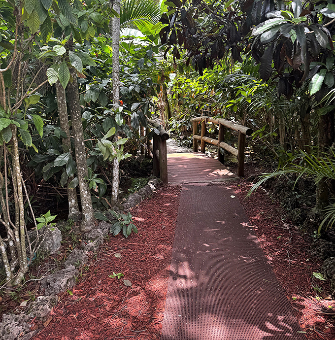 The winding pathway invites exploration through dense tropical foliage, where every turn promises new primate encounters and jungle surprises.