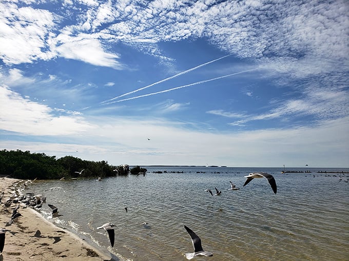 Seabirds performing their synchronized flying ballet&mdash;the original beach entertainment program that never requires tickets or reservations.