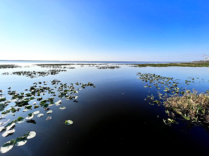 Lily pads scatter across the serene surface like stepping stones for imaginary water sprites in this magical Florida ecosystem.