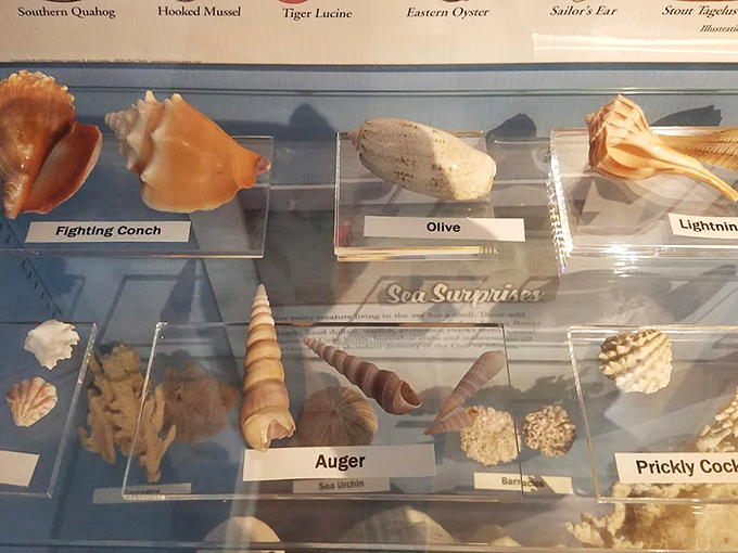 From fighting conch to lightning whelk, this display case offers a taxonomy lesson in the diverse mollusk species that call Florida waters home.