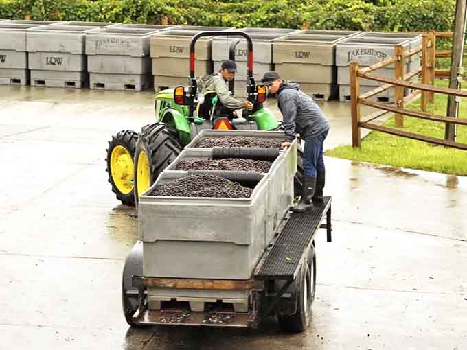 Harvest time brings all hands on deck as workers carefully transport freshly picked grapes, the first step in Lakeridge's vine-to-wine journey.