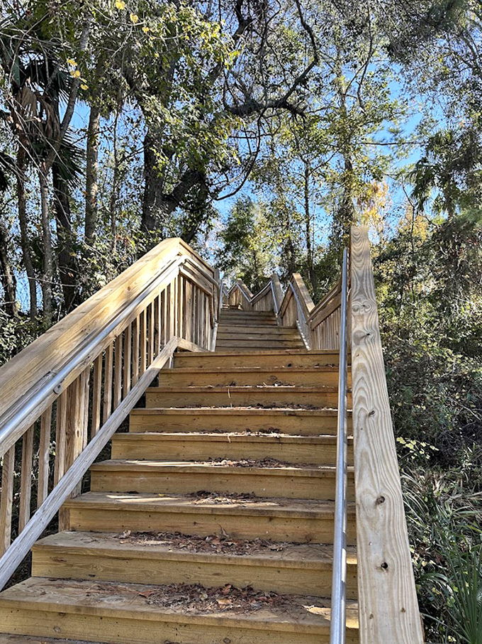 These wooden stairs climb skyward through the forest canopy, each step bringing you closer to breathtaking panoramic views.