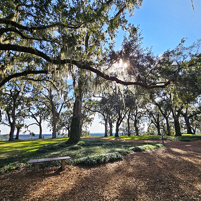 Ancient oaks draped in Spanish moss create nature's cathedral, where sunlight filters through like stained glass without the church pews.