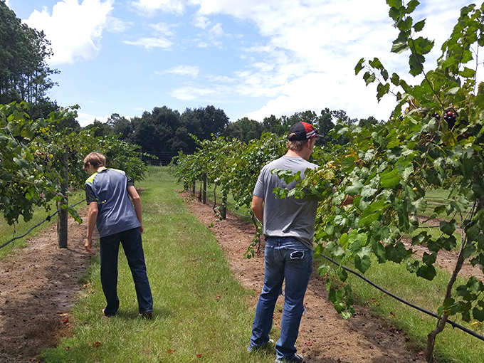 Hands-on experience: Visitors become part of the winemaking story as they tend the vines that will produce future award-winning bottles.