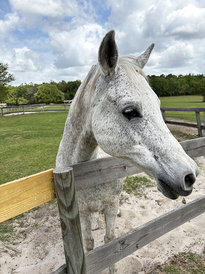 This distinguished white horse seems to be posing for a portrait, perhaps reminiscing about his modeling career in a previous life.