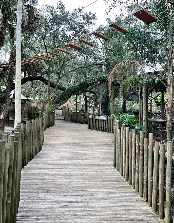 The elevated wooden walkway winds through a canopy of Spanish moss-draped oaks, offering visitors both shade and spectacular viewing opportunities.