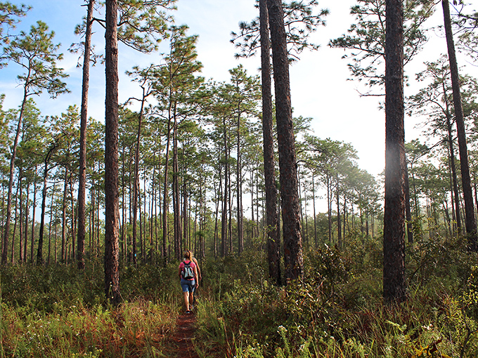 Tall pine trees create a natural campground at Withlacoochee State Forest, where sunset filters through the branches.