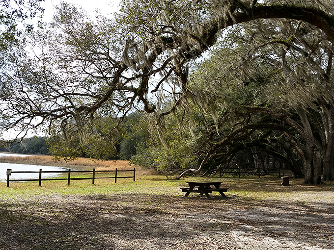 A peaceful picnic area at Withlacoochee State Forest offers shady tables under a canopy of oak trees.