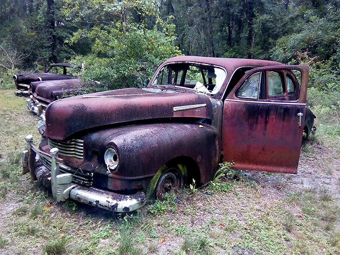 The distinctive silhouette of this Nash Ambassador remains dignified in retirement, its curves a testament to mid-century design brilliance.