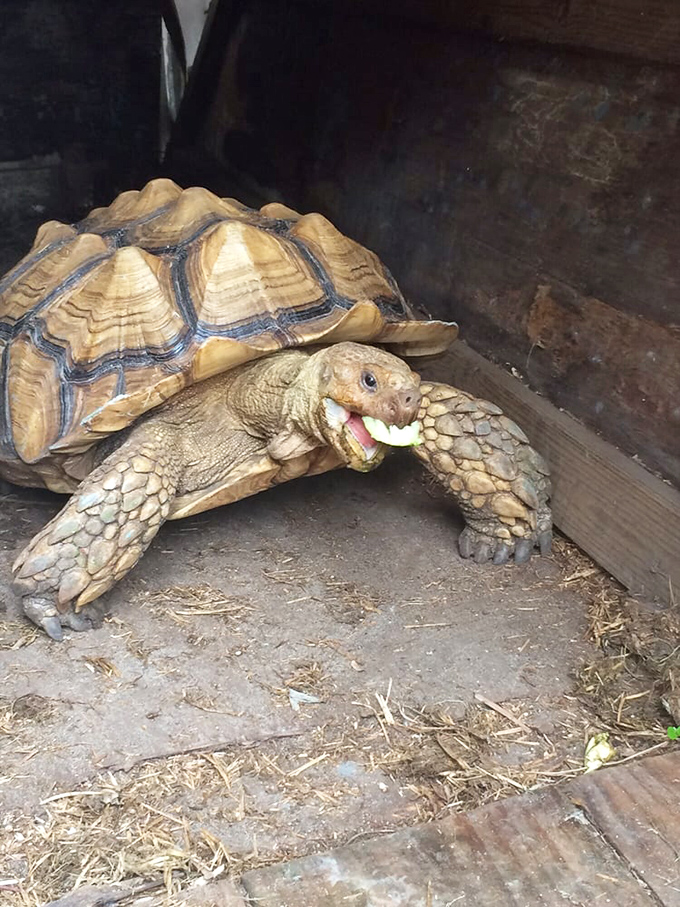 This African spurred tortoise munches contentedly, demonstrating the slow-paced lifestyle that makes these gentle giants such beloved reptilian ambassadors.