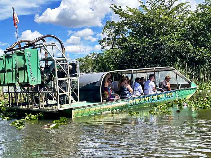 The airboat cuts through narrow channels where sawgrass towers on both sides, creating a natural corridor through one of Earth's most remarkable wetlands.