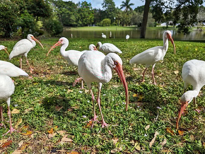 A gathering of these distinctive white birds with their curved red bills demonstrates why the park is a birdwatcher's paradise.
