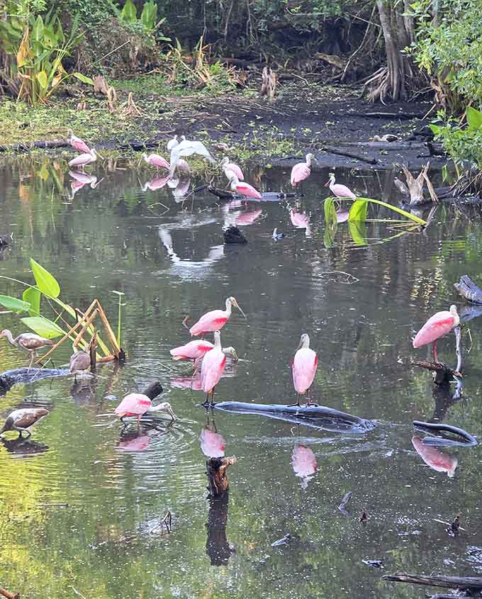 Roseate Spoonbills gather like they're attending the world's most exclusive pink party, and somehow you got invited.