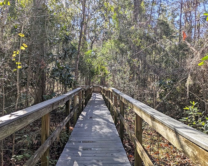 The boardwalk doesn't just protect the ecosystem &ndash; it offers humans a VIP pass to nature's most exclusive neighborhoods without disturbing the residents.