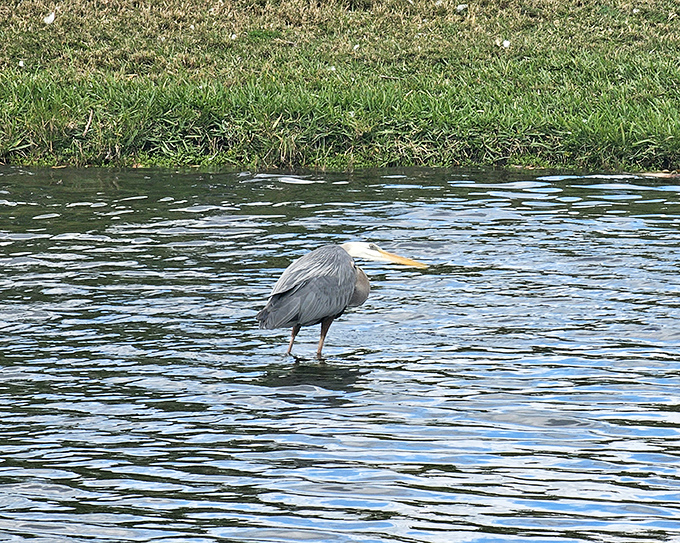 This great blue heron demonstrates the art of patience that modern humans have forgotten – standing perfectly still until opportunity literally swims by.