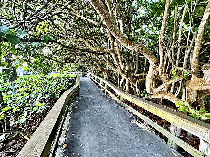 The boardwalk winds through coastal hammock, a wooden pathway where mangroves create natural tunnels of dappled sunlight.