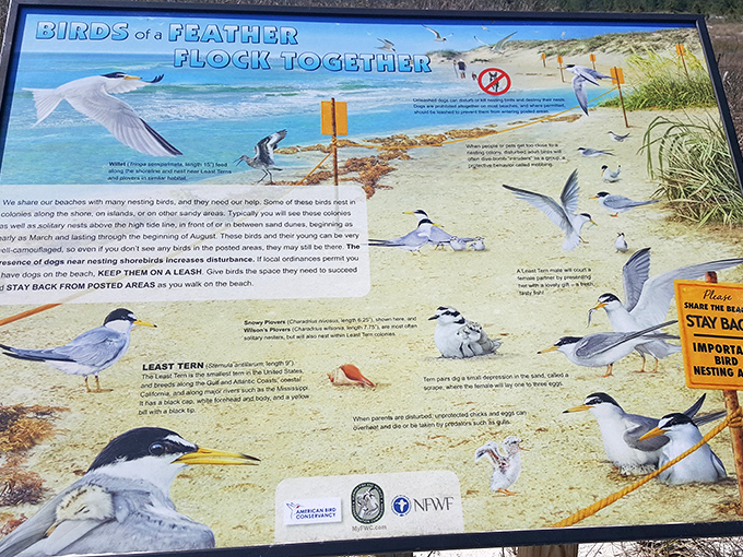 Local shorebirds hold regular meetings on the beach, discussing important matters like optimal fish-spotting techniques and the curious behavior of humans with cameras.