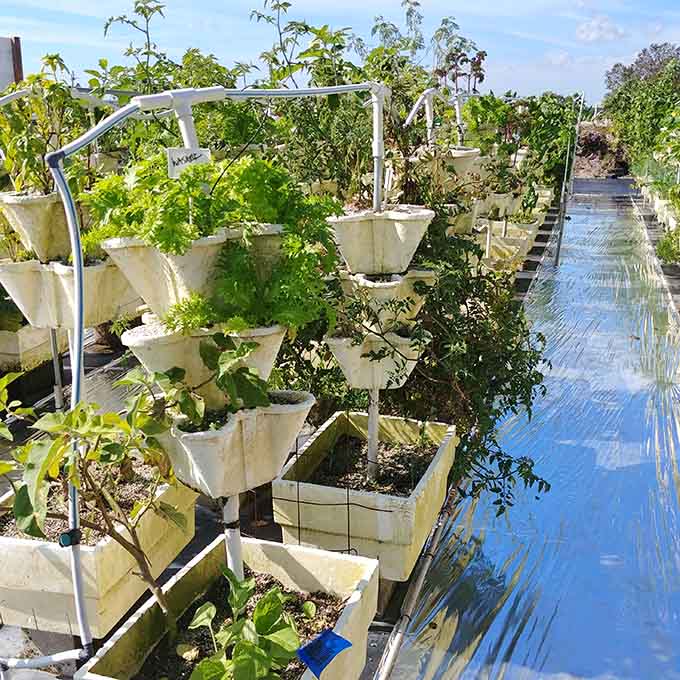Organized rows of container plants demonstrate that modern farming can be both efficient and beautiful when you're willing to think creatively about growing methods.