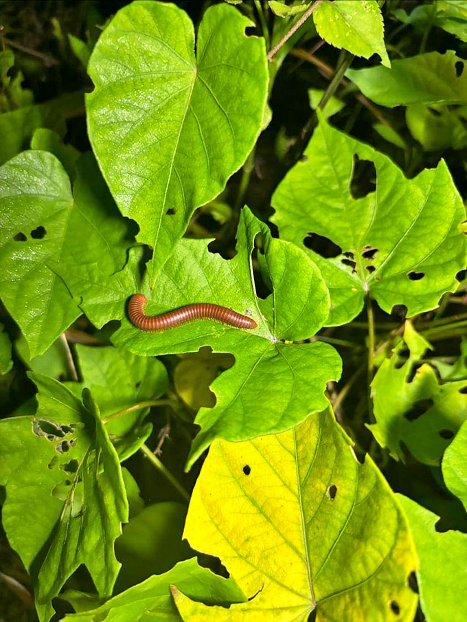 This millipede, nature's cleanup crew, navigates a world of decomposing leaves with hundreds of synchronized legs &ndash; efficiency in motion.