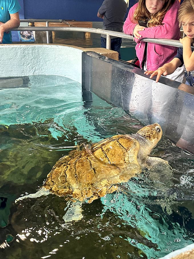 Sea turtles recovering from injuries remind visitors that conservation isn't abstract but involves saving individual lives, one at a time.