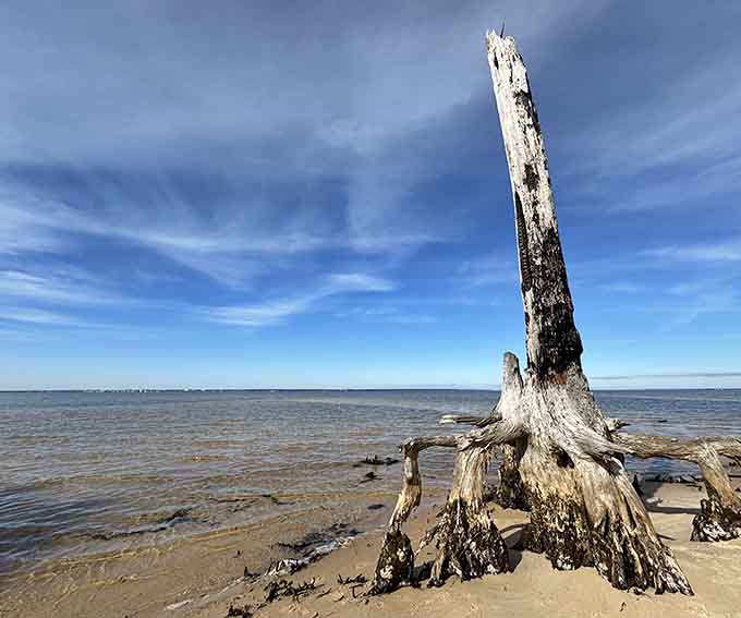 Weathered driftwood sculptures dot the beach like nature's own art installation, each piece unique and photogenic.