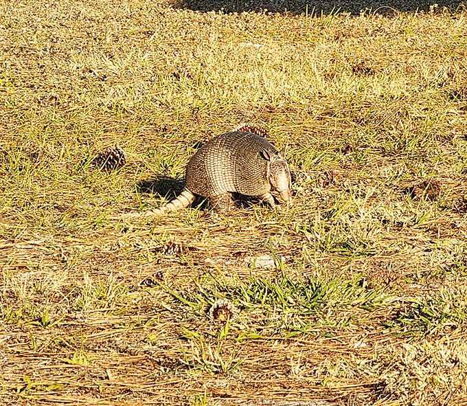 13. nine banded armadillo