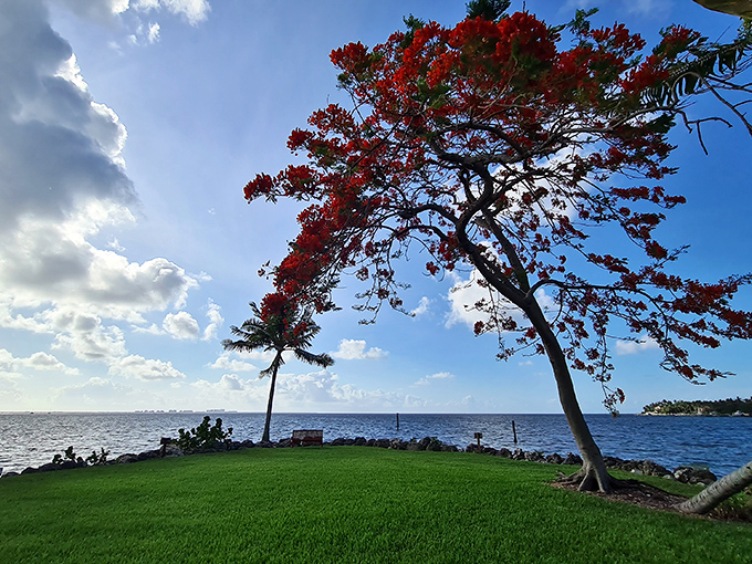 A royal poinciana tree in full crimson bloom frames the view of Biscayne Bay, nature's own fireworks display against the azure water.