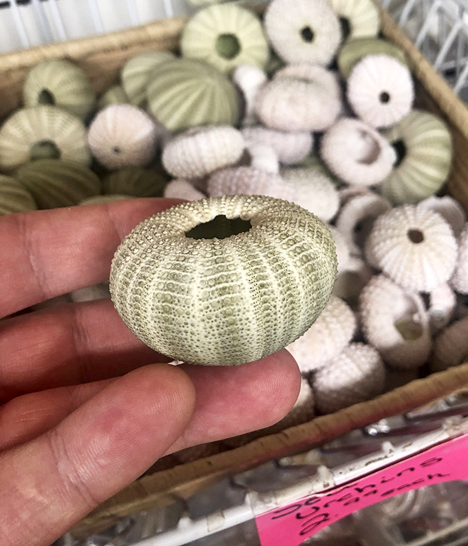 A delicate sea urchin shell rests in a human palm, its intricate pattern a reminder of the ocean's architectural mastery.