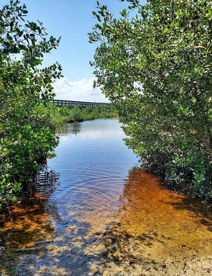 Mangroves frame the creek like nature's own picture frame, creating a view that changes with every passing cloud.